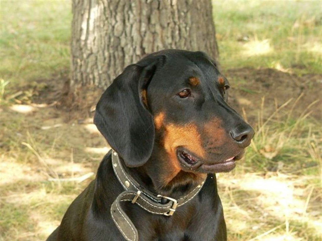 Ogar polski a gończy polski | Klub Gończy Polski