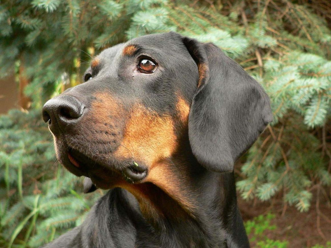 Gończy polski a dzieci | Klub Gończy Polski